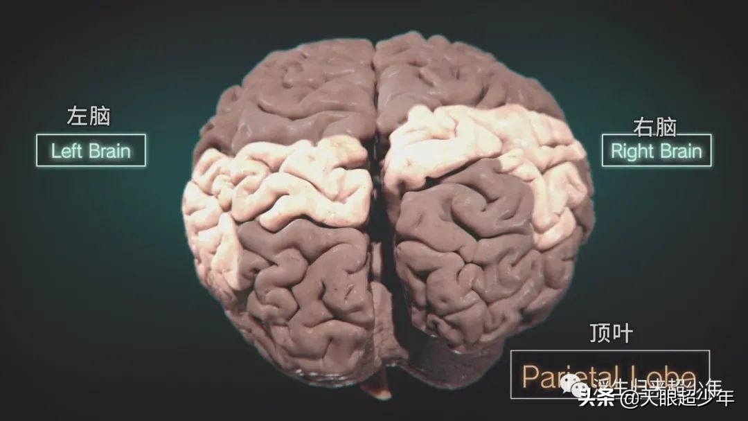 Einstein's genius brain revealed - iNEWS