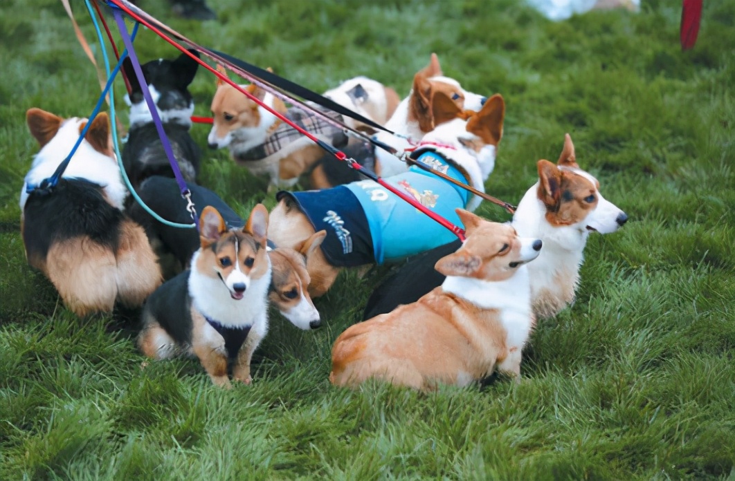 How much is the Kuki dog? - iNEWS