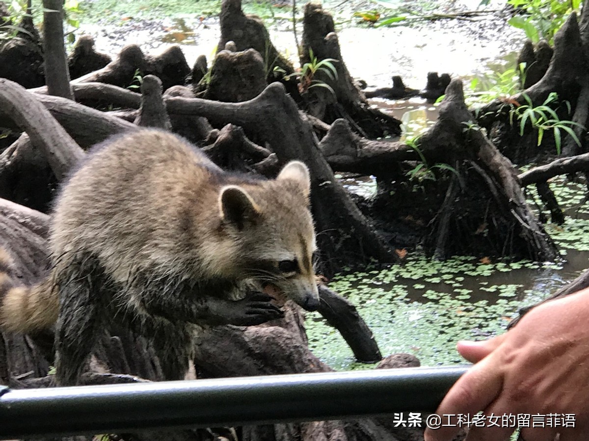 New Orleans: A mud monkey-like raccoon deep in the swamp - iNEWS