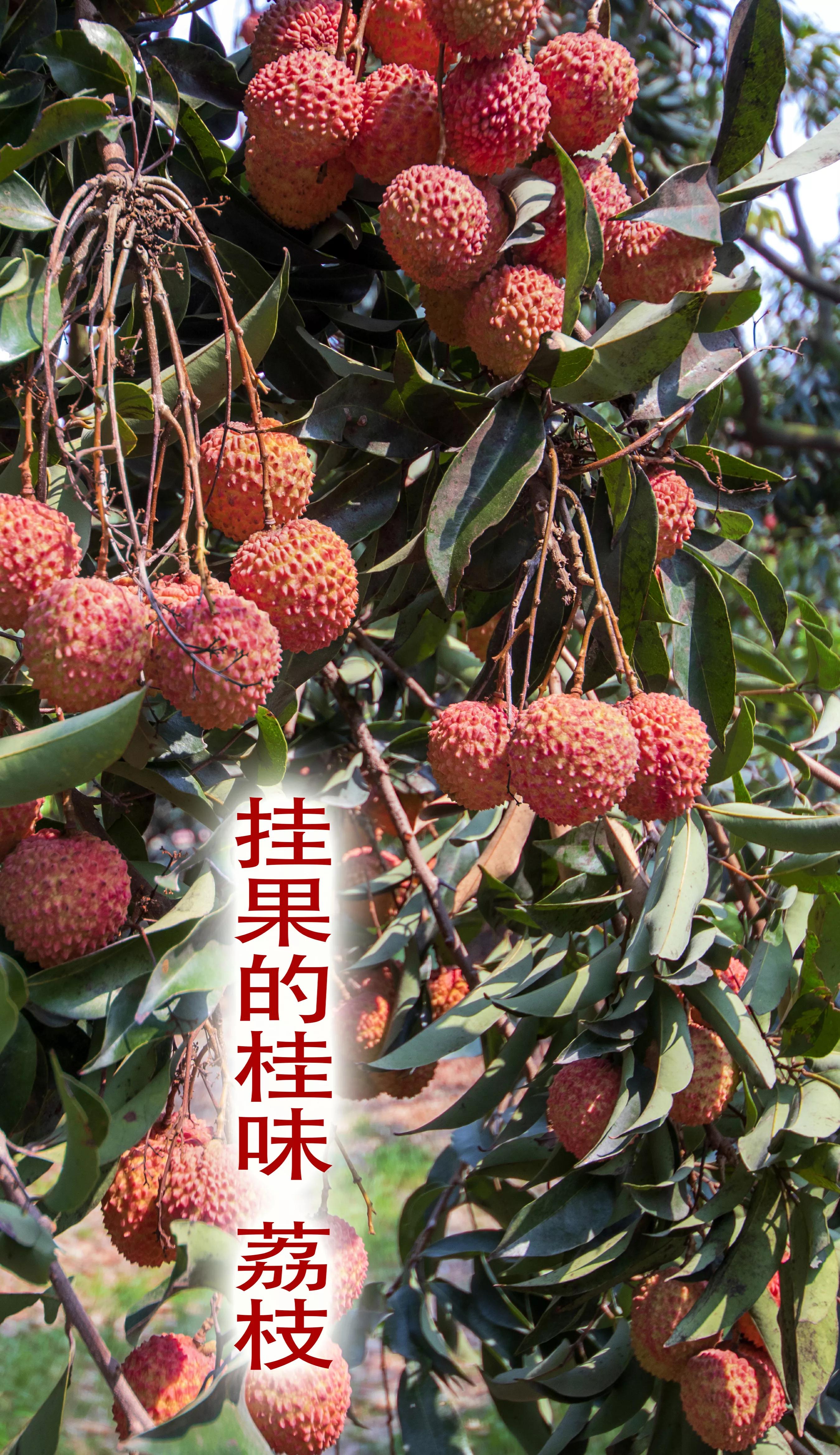 Illustration of top lychee varieties, not to be missed - iNEWS