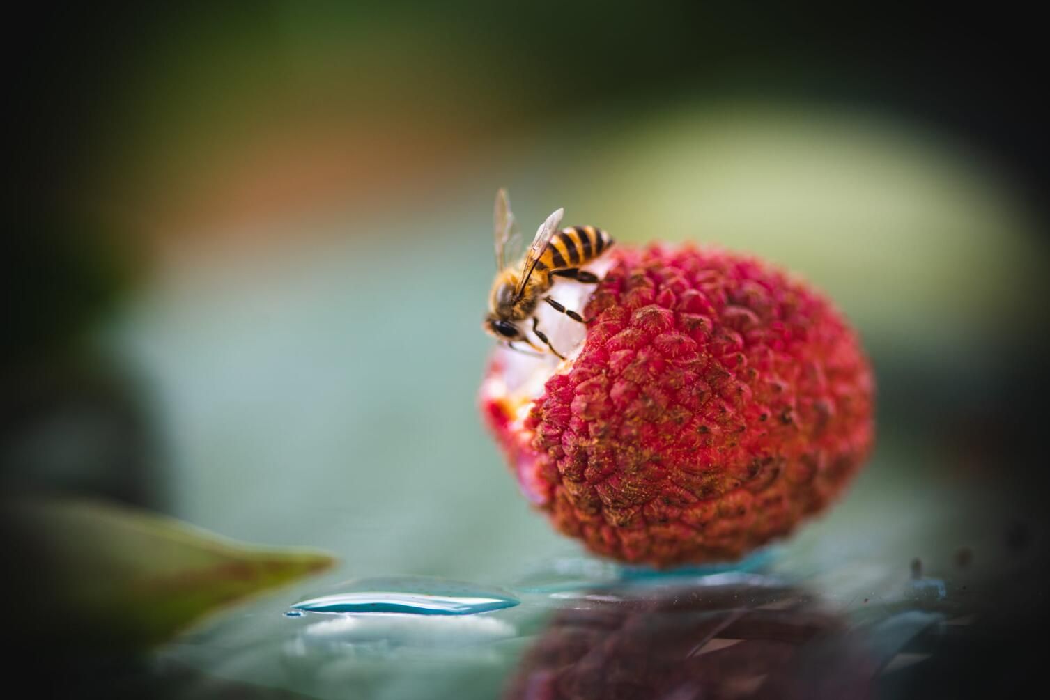 The origin of lychee - iNEWS