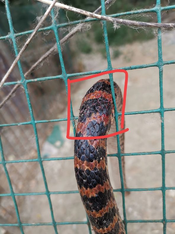 Weasel vs. Long Worm (snake) - iNEWS