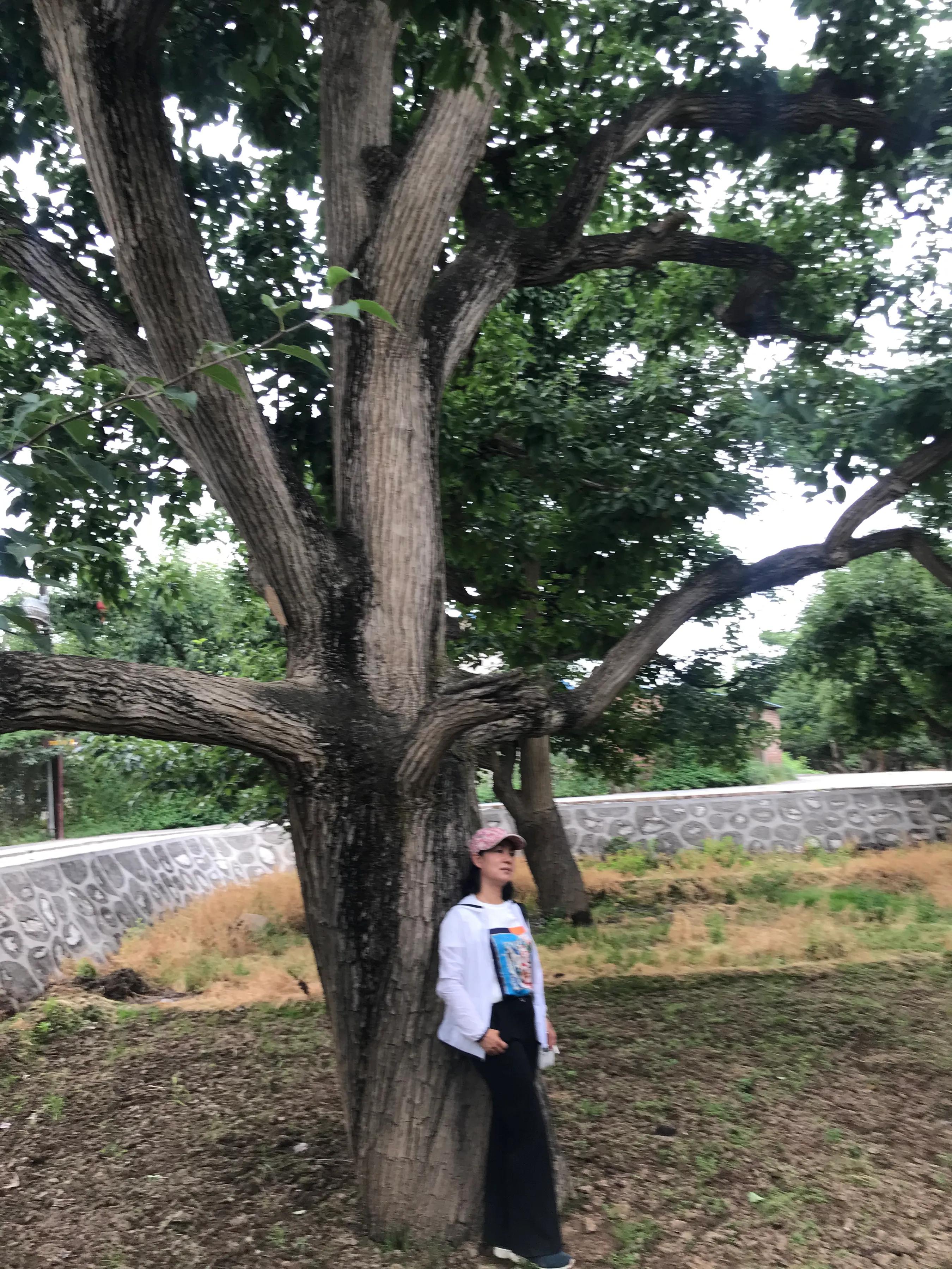 China's first ancient pear garden in Shichuan, Lanzhou - iNEWS