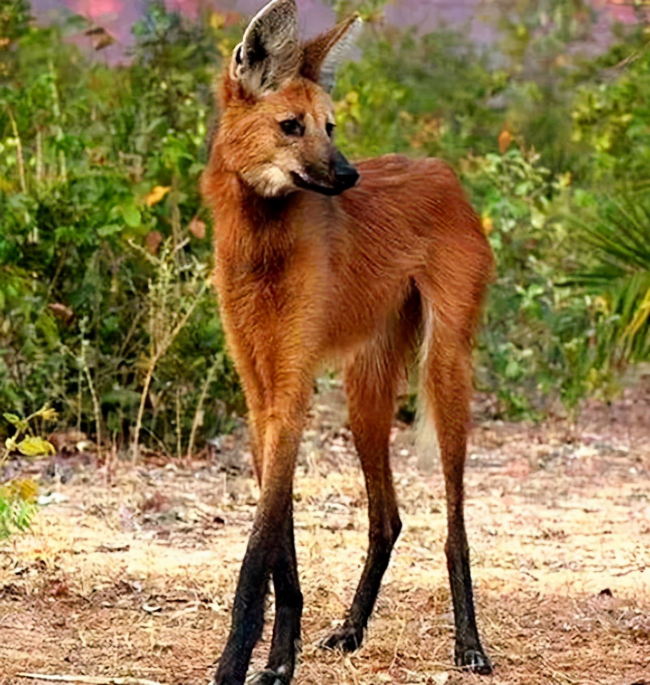 "Abandoned Canine House" maned wolf: long legs and abduction, it is a ...
