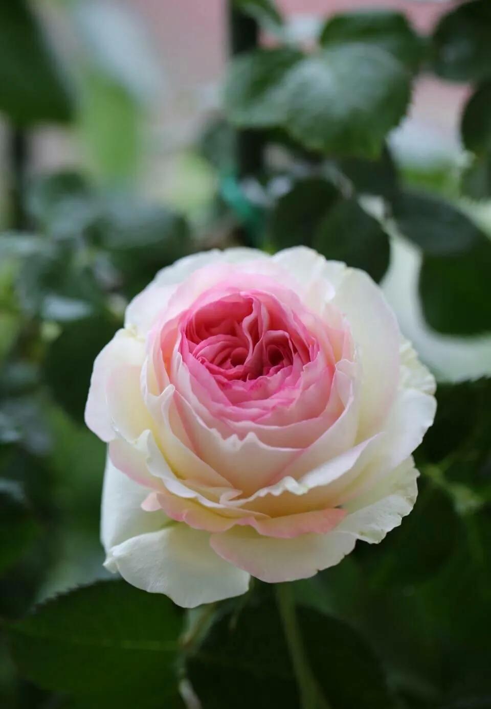 Display of 5 classic varieties of Chinese rose - iNEWS