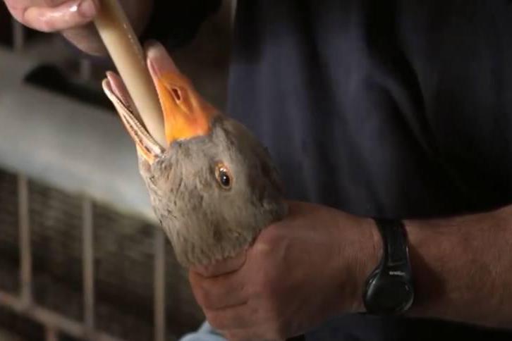 Poor goose!Revealing the whole process of foie gras production, it ...