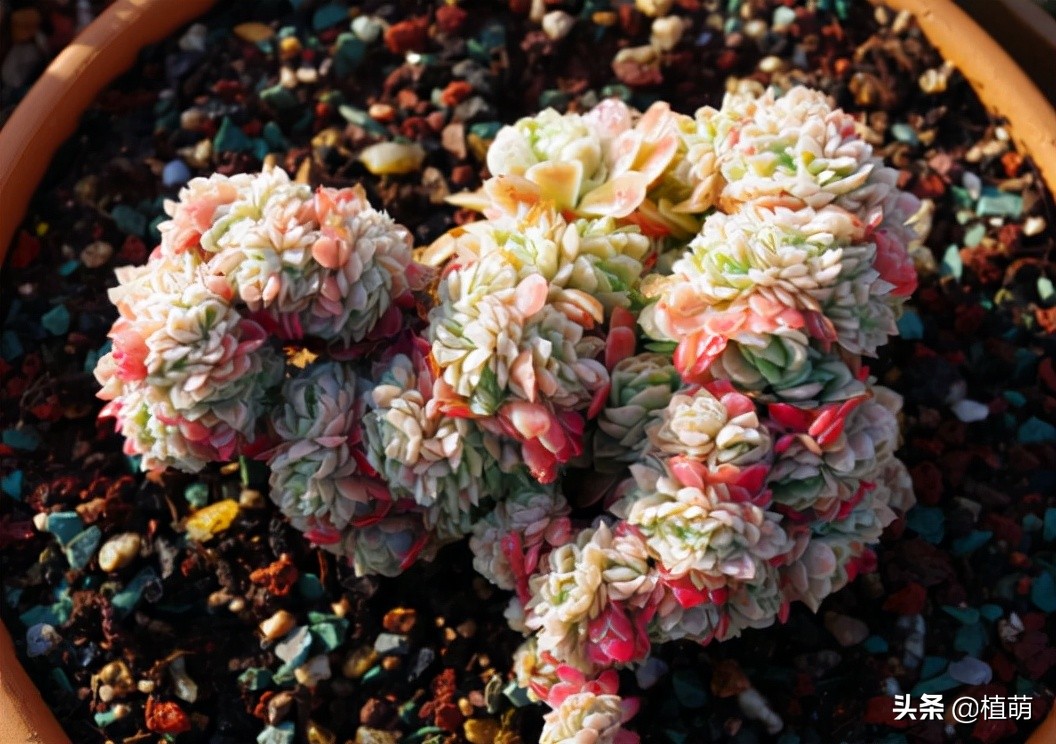 This is the first time I saw the decorated ice plum, it's really ...