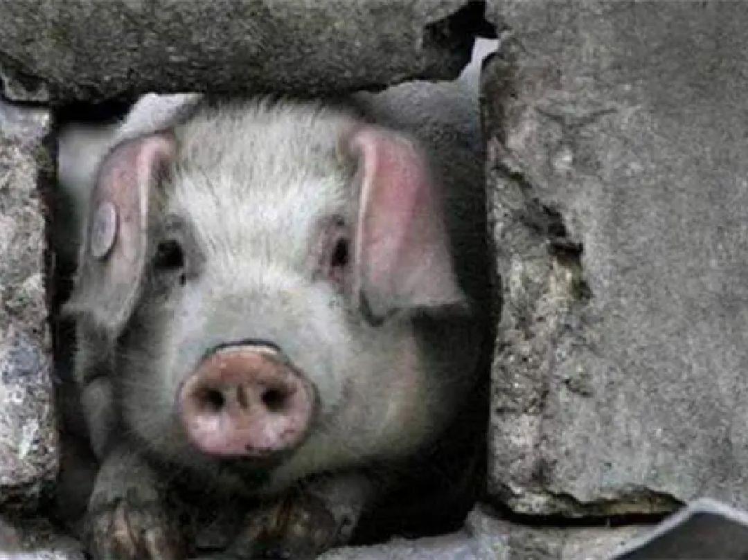 14 years ago, Wenchuan "Pig Strong" was buried for 36 days and survived ...