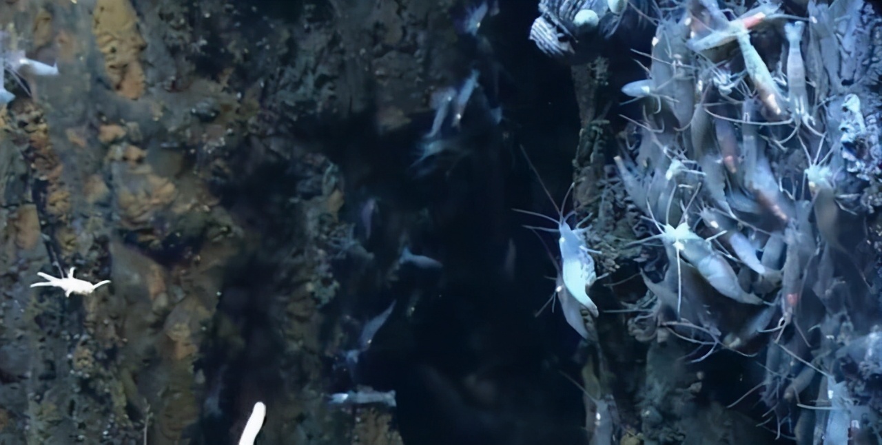 Shrimp living in the hot springs near the seabed 450 ℃, with the pot ...