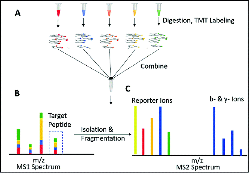 一文了解DIA、TMT/iTRAQ、传统Label free蛋白组学区别在哪？ - 企业动态 - 丁香通