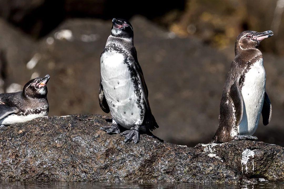 The penguins who moved to the tropics for Chafan did not die from the ...