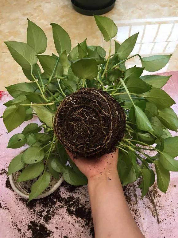 Flower flower first raise the root, do 5 things, flowers and grass, big ...