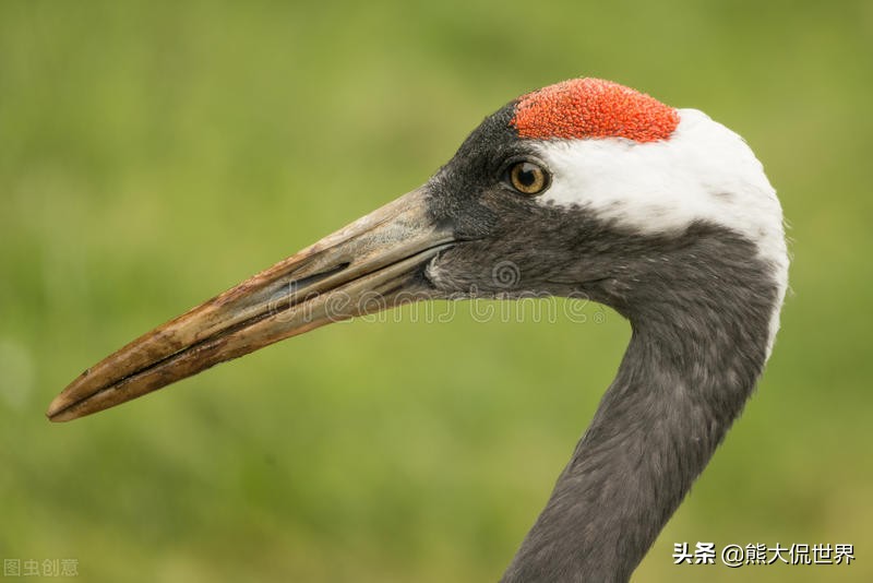 Why does Crane stand on one foot and sleep? - iMedia