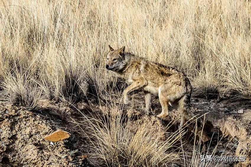Wolf infested! Trails of wolves were photographed in the hinterland of ...