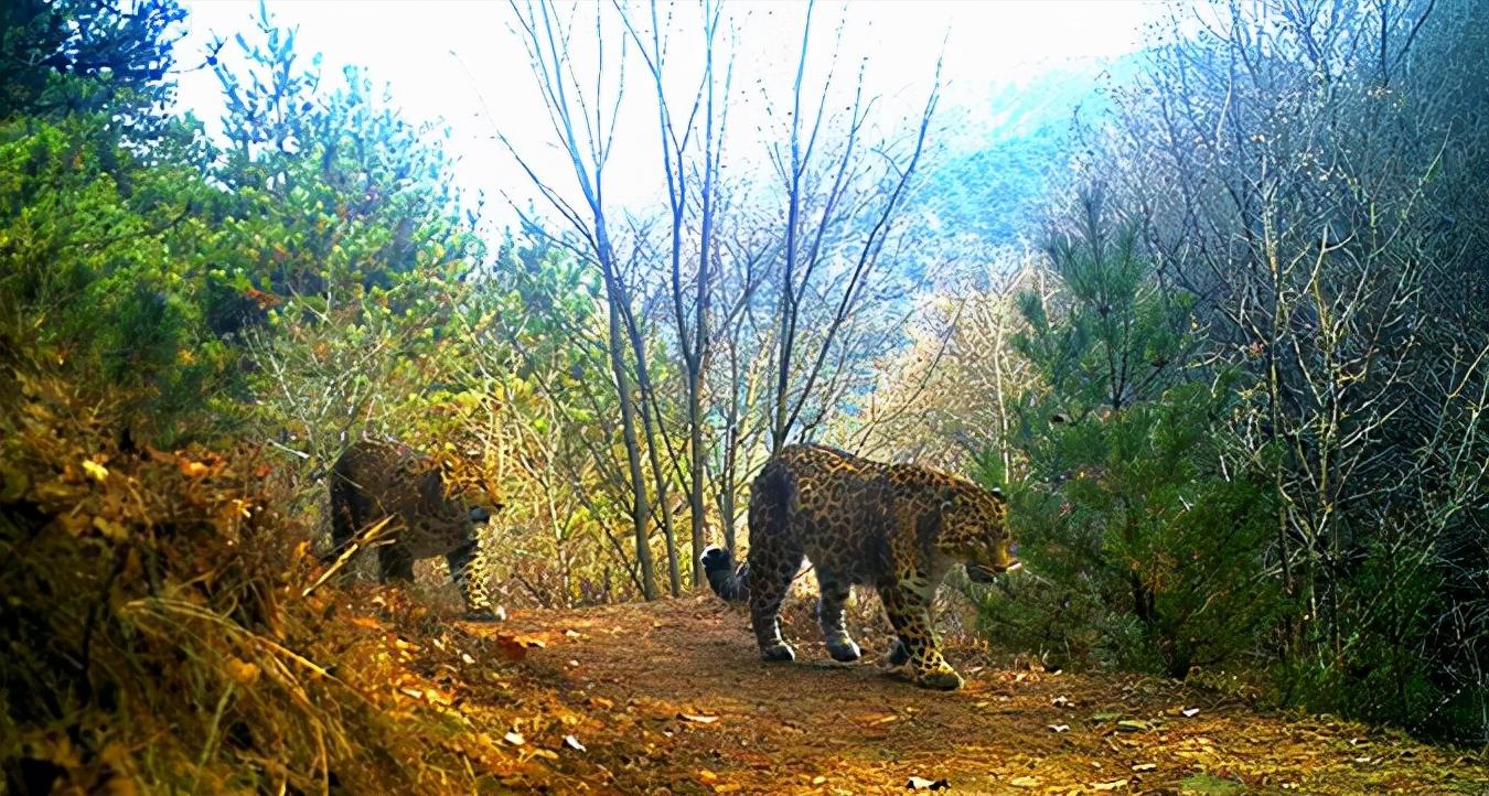 rare!Four North China leopards appeared in Shanxi. Can the "king of the ...