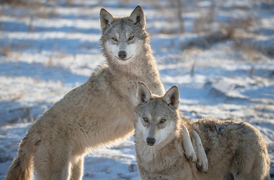 Why are dogs polygamous?And even if wolves live in groups, they are ...