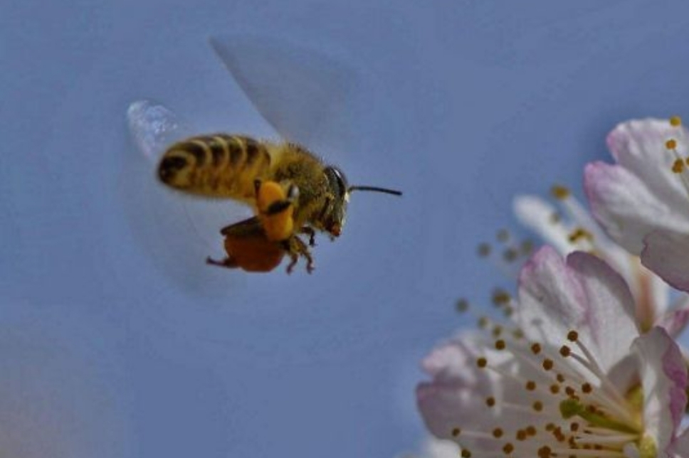 The bees often seen in rural areas, why the male peak will die 2 hours ...