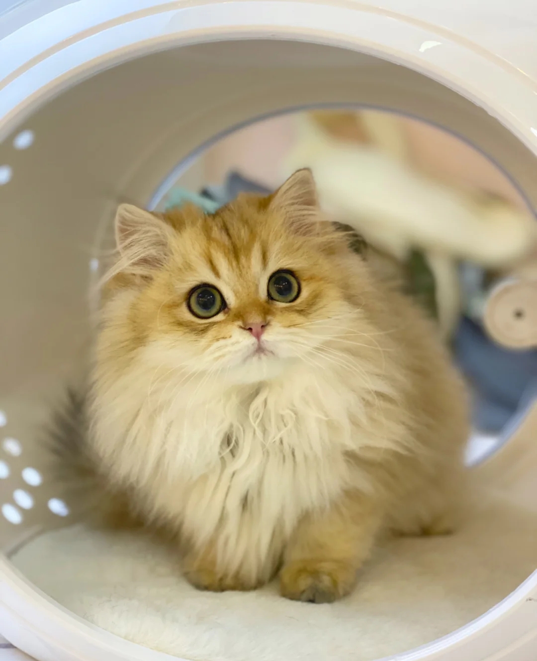 Do you know how many shots of Miao Sanduo vaccine should be given to ...