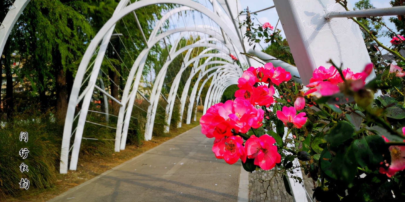Minhang Cultural Park hides beautiful autumn colors, and autumn is ...