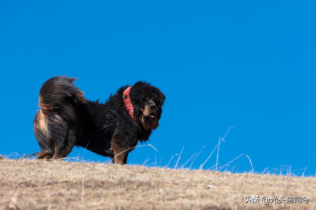 The Tibetan Mastiff's reward?Be protected by the wolf king since ...