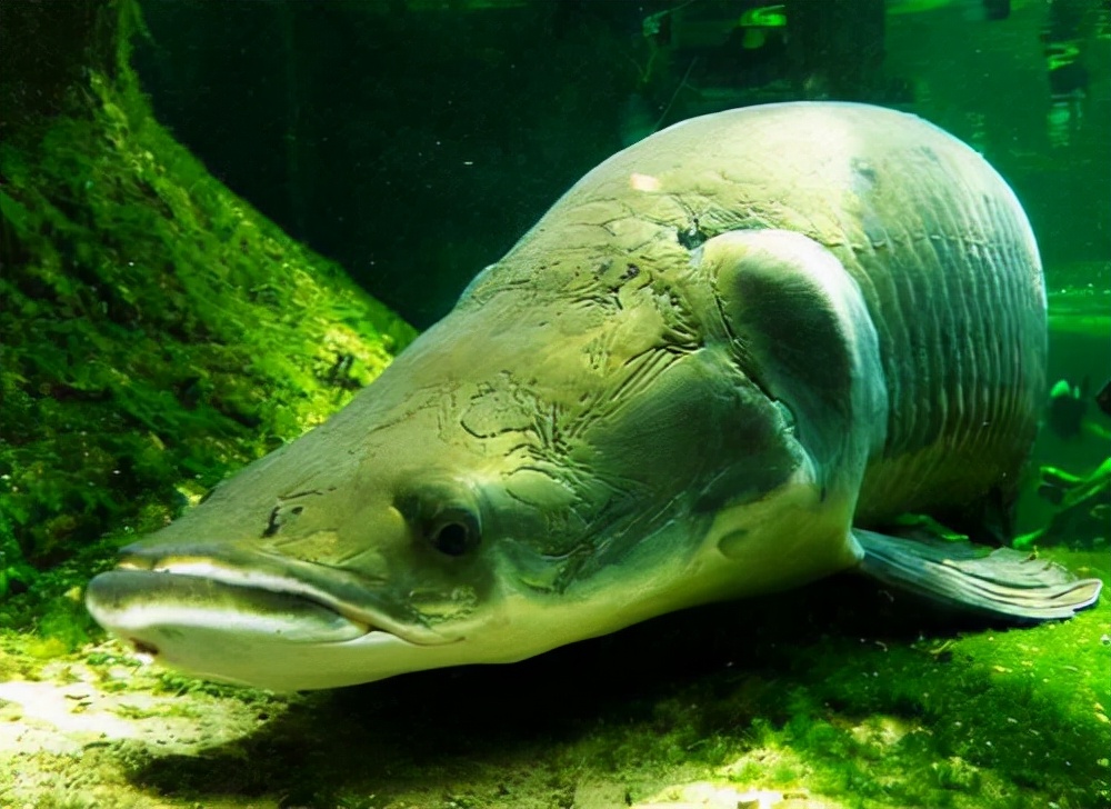 New Giant Bone Snakefish - iNEWS