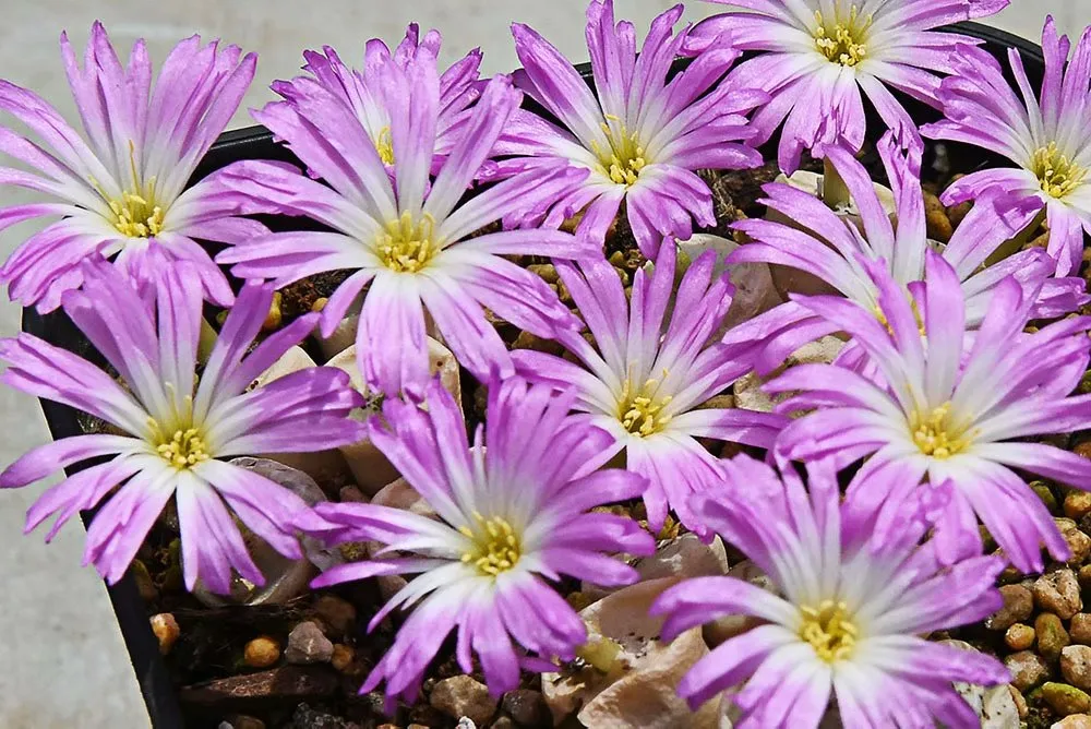 源自conocono的肉錐屬植物栽培經驗 - 資訊咖