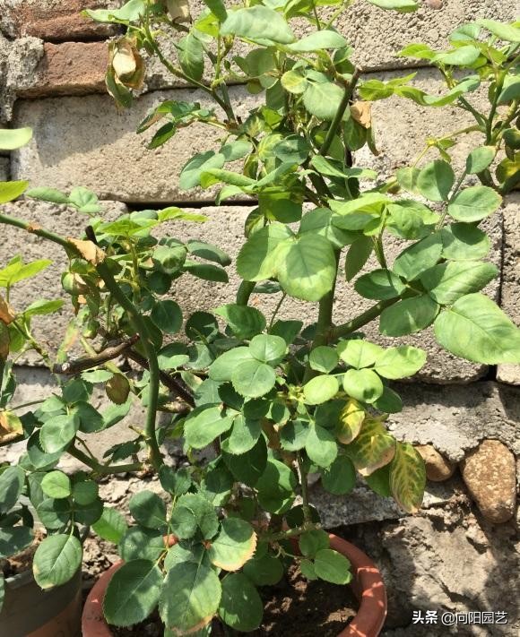 The rose flower attracts aphids, scale insects, prepares rice husk ...