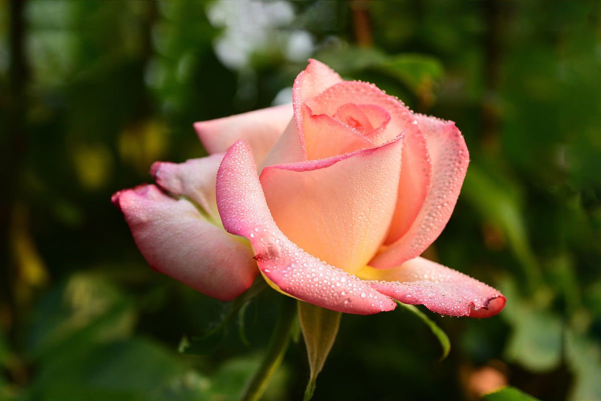 One kind of flower is raised in October, and it is not afraid of minus ...
