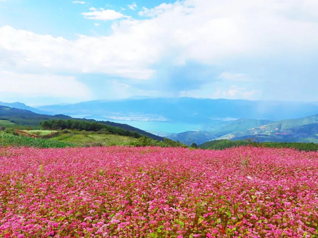 The beautiful flowers in Sichuan just dug!Boundless buckwheat flowers ...