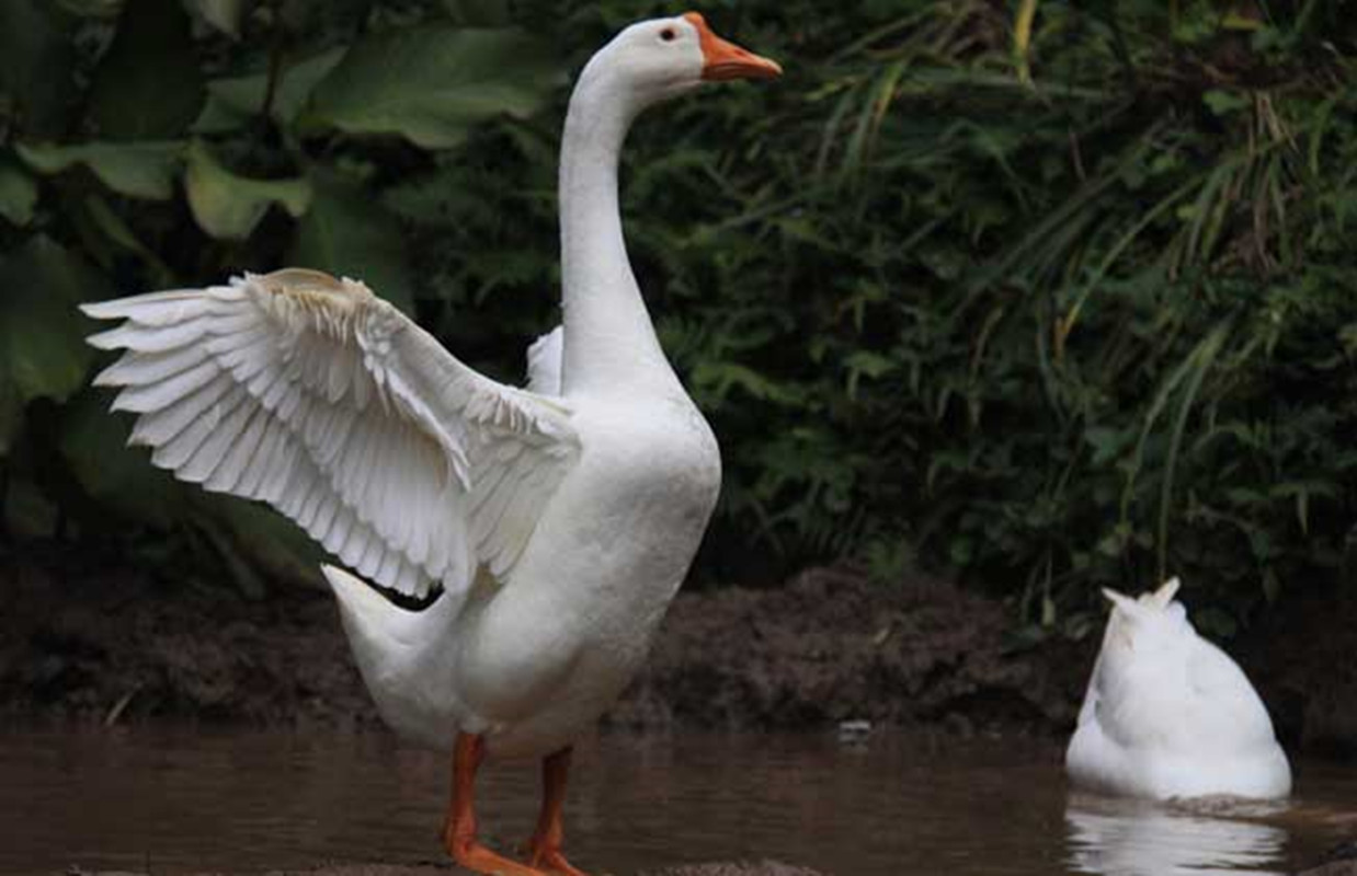 Why do snakes run away where there are geese, can goose dung really ...