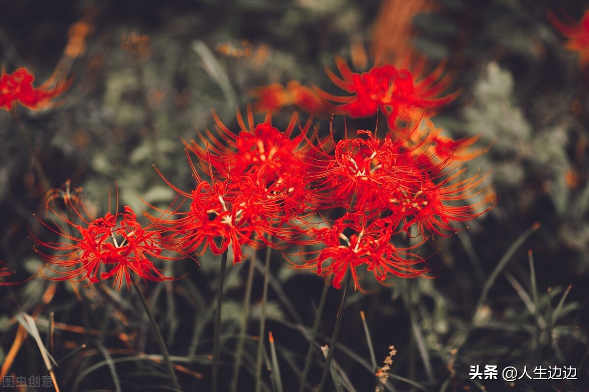 Using flowers as a metaphor for beauty shows its beauty, not to mention ...