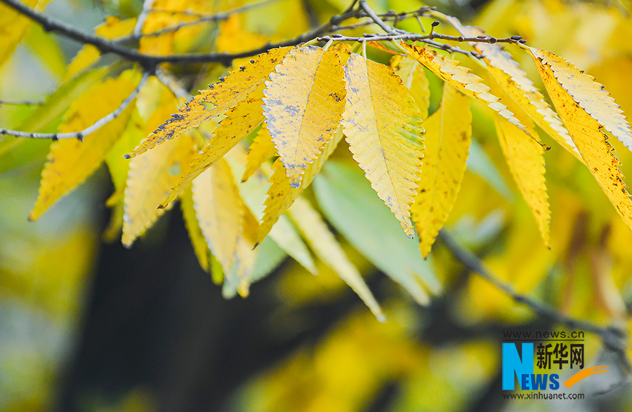 Part of the colorful-leaf tree species in Beijing Botanical Garden ...