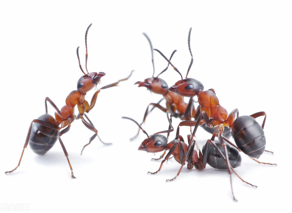 What happens if ants fall from the sixtieth floor? - iNEWS