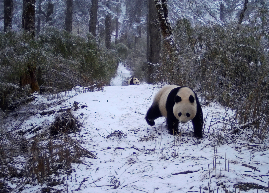 The National Treasure Giant Panda "Bear Set Collapse"?Why do giant ...