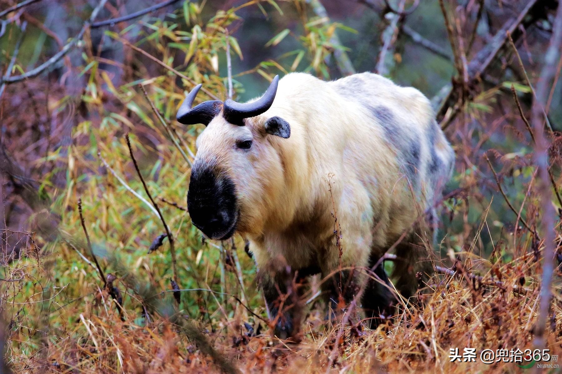An animal named after Sichuan that resembles a sheep, a horse, a donkey ...