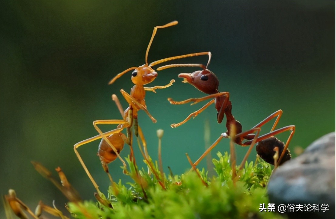 Ants come from "two-dimensional space"?Researchers say they can't see ...
