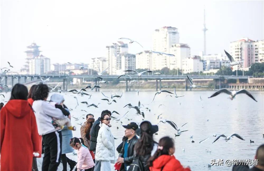 People in Mianyang are so cozy, warm sun, river breeze, red-billed gull ...