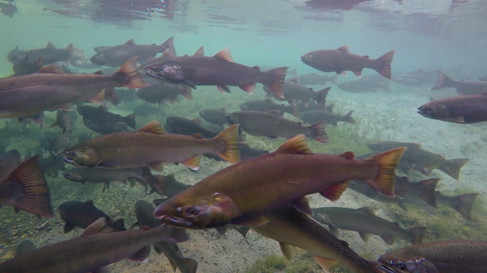Tens of thousands of fish fell from the sky with the heavy rain. How ...