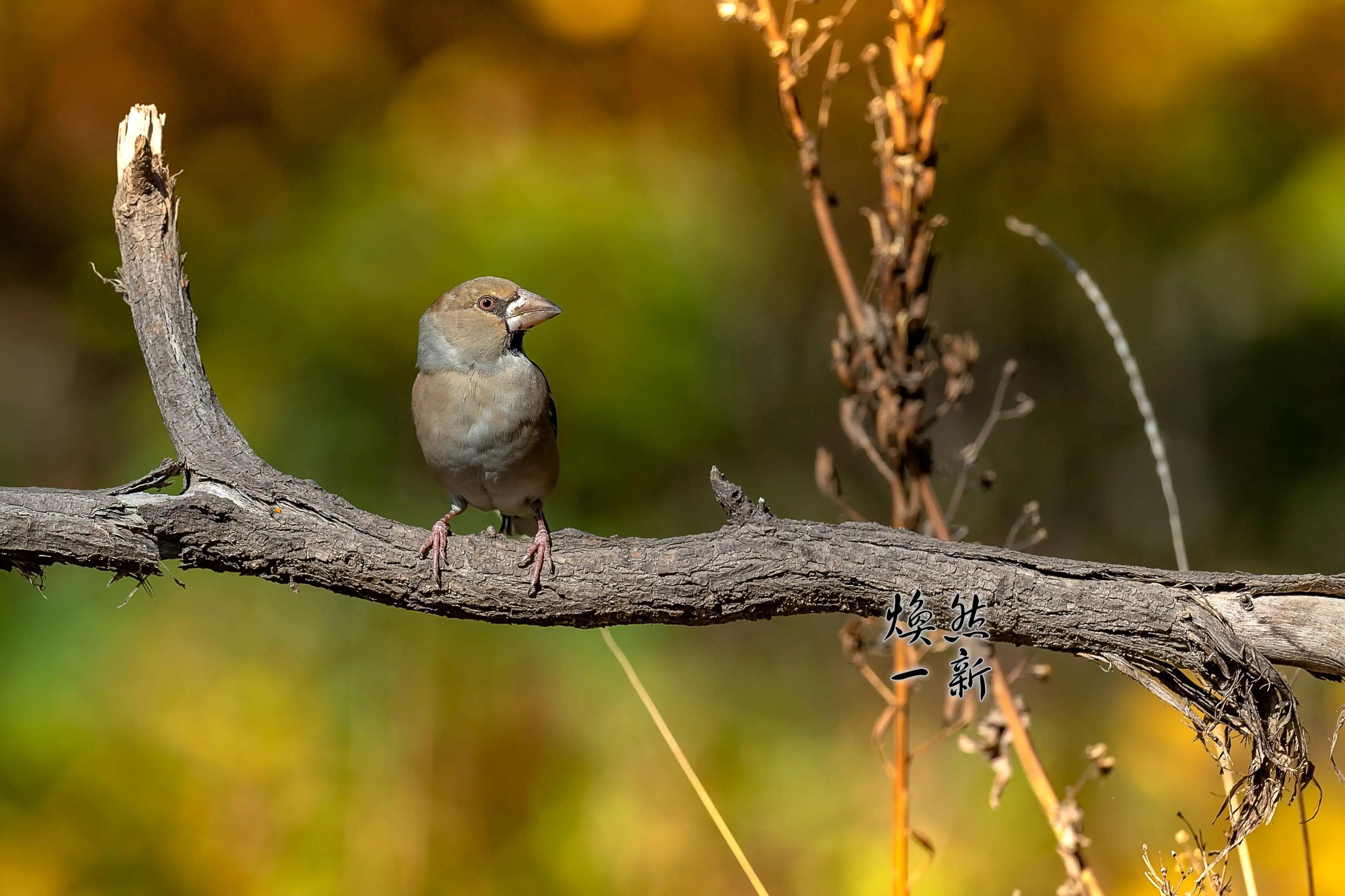 Tin-billed Finch 1292 - iNEWS