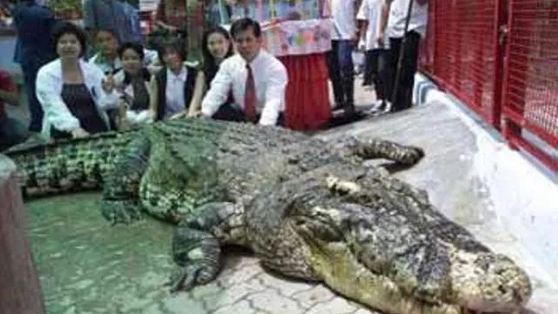Inventory of the 10 largest crocodiles in history, Luolong weighs 1 ton ...