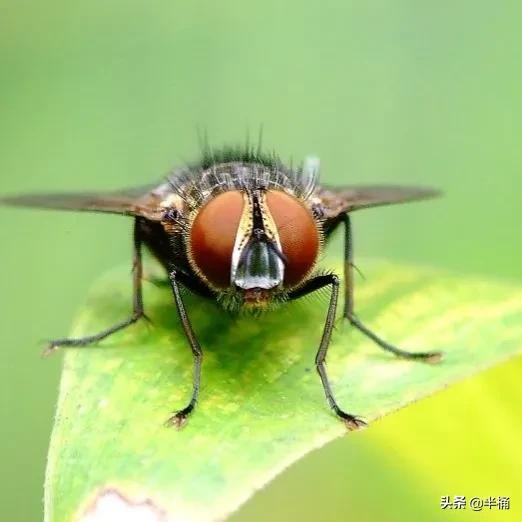 Why would a fly twist its head off to play?How long can headless flies ...