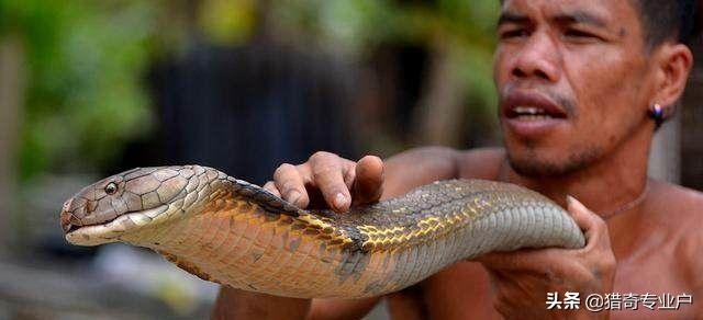 Is the python bigger?Or is it big?What is the largest snake in ...