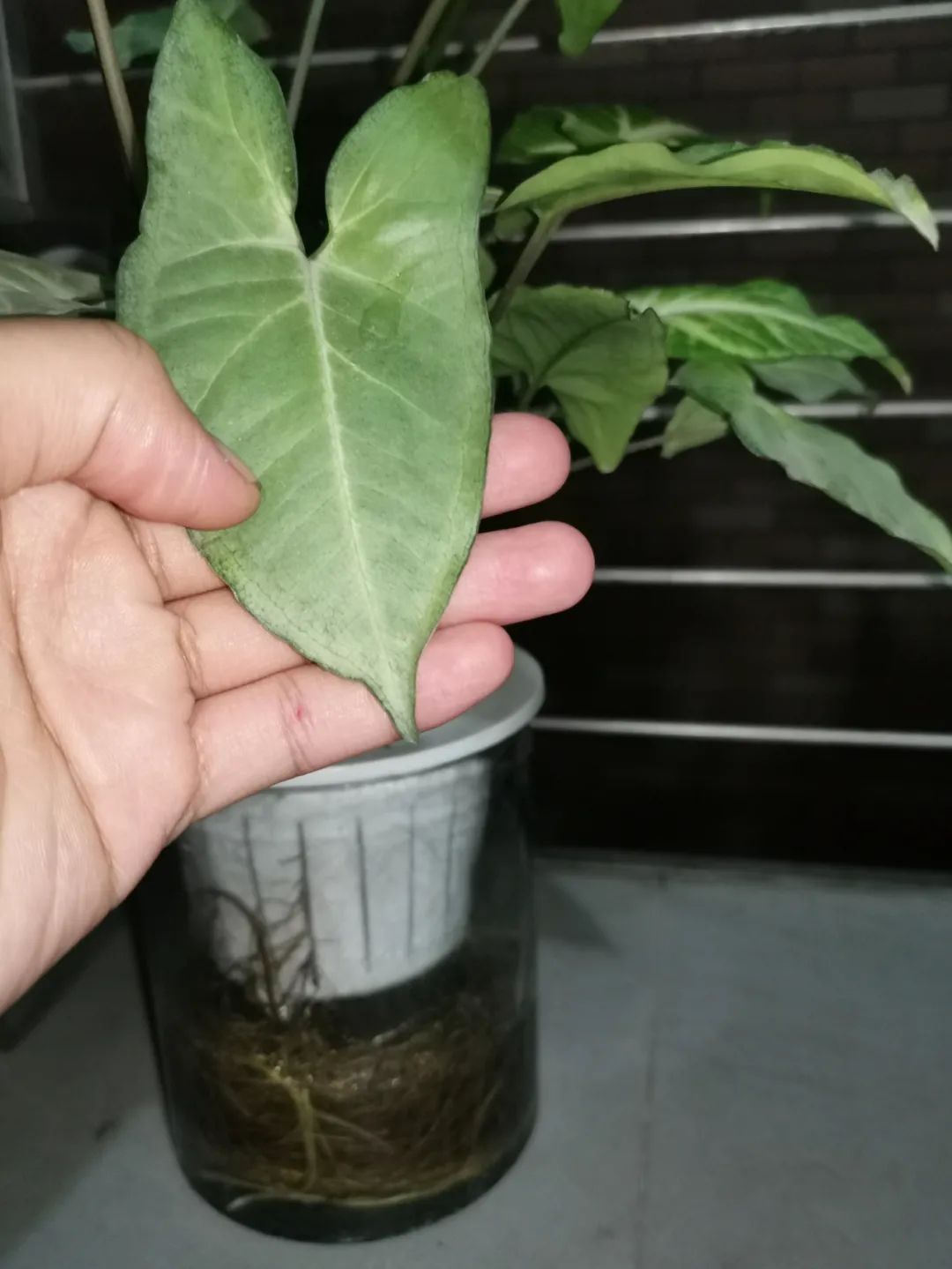 Hydroponic potted Heguo Taro, this method can make the root system grow ...