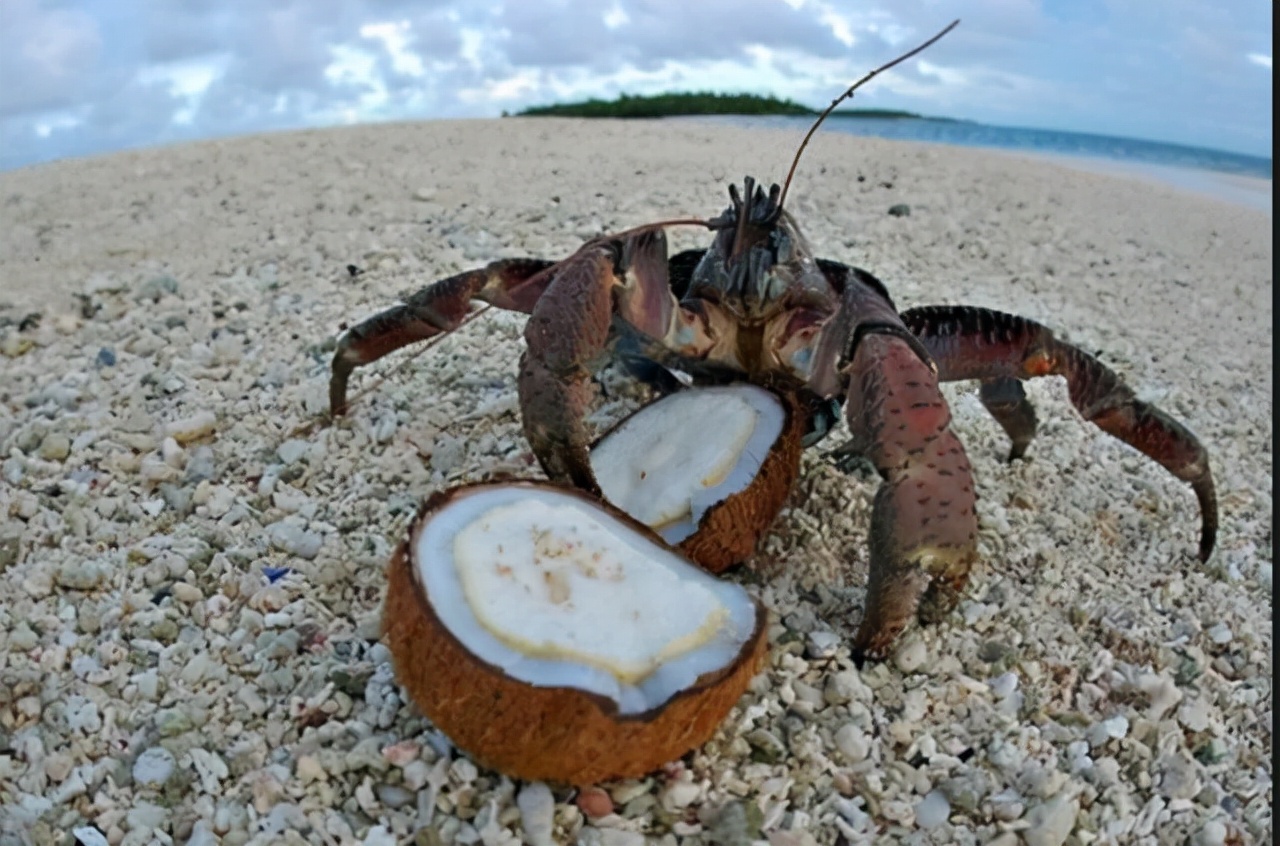 A coconut crab that can grow coconuts and climb trees. It looks very ...
