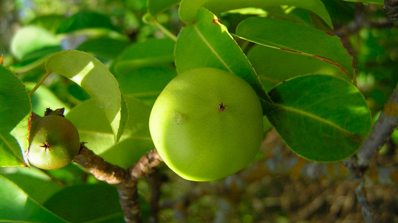 Poisonous guava tree in Florida, USA: The fruit is as green as an apple ...