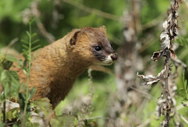 What is the yellow weasel called "Huang Taixian" like? - iNEWS