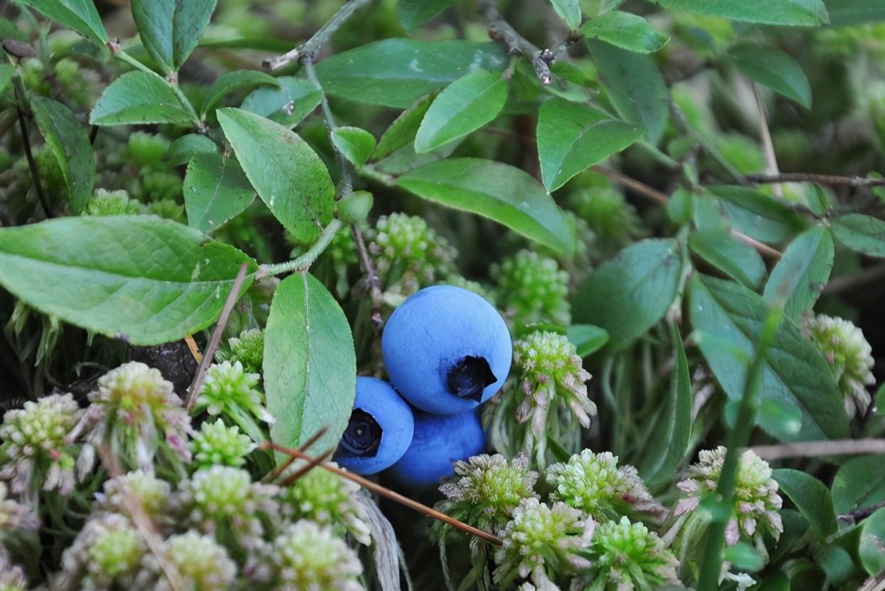 Home-grown blueberries, it's important to choose the right variety ...