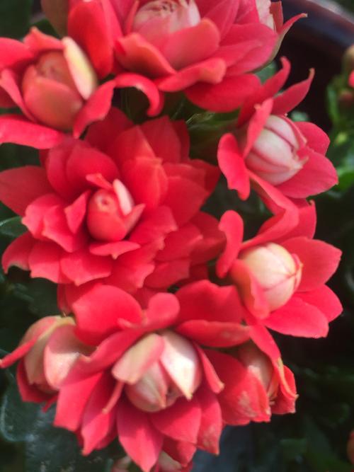 If you like red longevity flowers, you can raise these 3 species. The ...