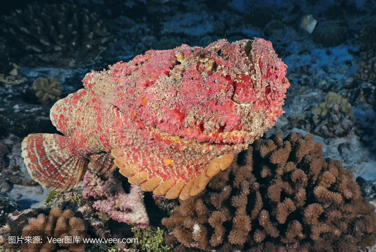 The most poisonous marine creatures in the world - iMedia