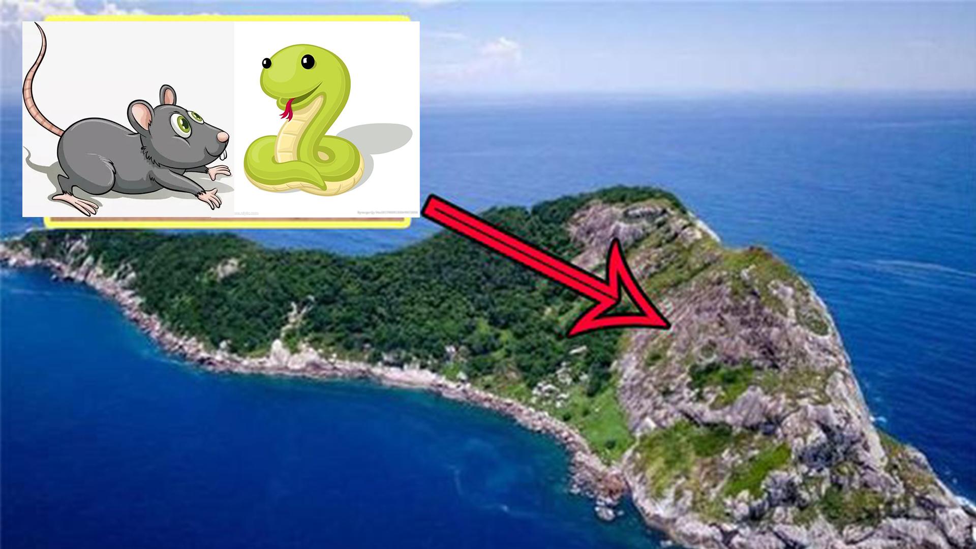 Dalian Snake Island is crazy "rolling inside", the snake and mouse war ...